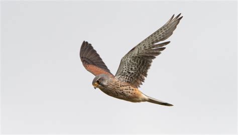 Faucons LPO Ligue Pour La Protection Des Oiseaux Agir Pour La