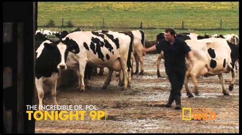 The Incredible Dr Pol The Cow Jumped Over The Moon Youtube