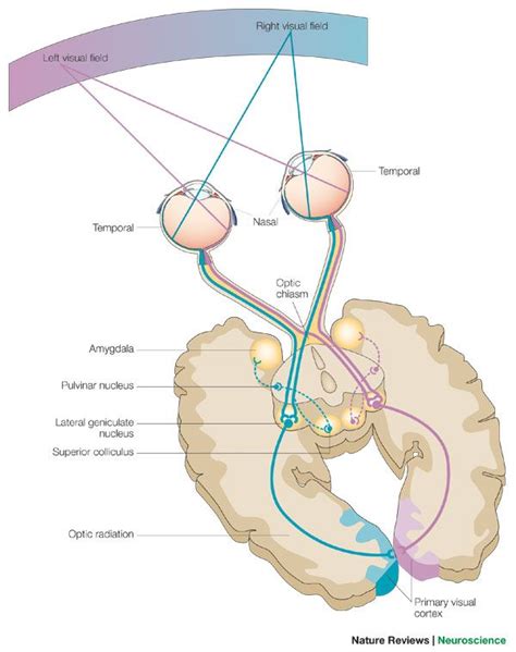 Label The Olfactory Receptors And Pathways Mapasgmaes