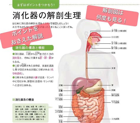 プチナース編集部 on Twitter フォローRTしてね おうち学習withプチナース 今回は解剖生理を看護の視点から楽しく