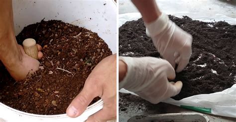 Como Fazer Substratos Caseiros Para Diferentes Tipos De Planta