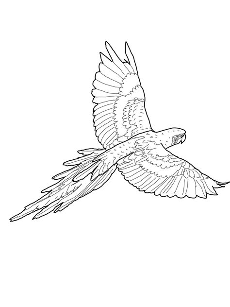 Desenho De Arara Vermelha Voando Para Colorir Desenhos Para Colorir E
