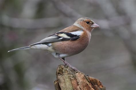 Vogel Buchfink Garten Kostenloses Foto Auf Pixabay