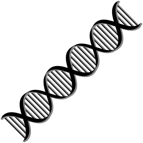 Dna Structure Png Picture Png All