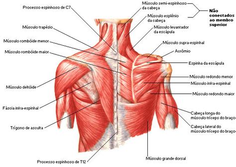 Hombro Sistemas Aula De Anatomia