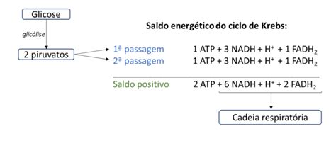Respiração Celular conceito etapas e como acontecem os processos