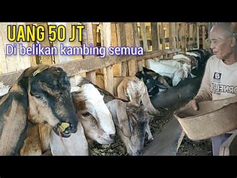 Punya Teknik Pakan Tersendiri Untuk Breeding Kambing Modal Jt Youtube