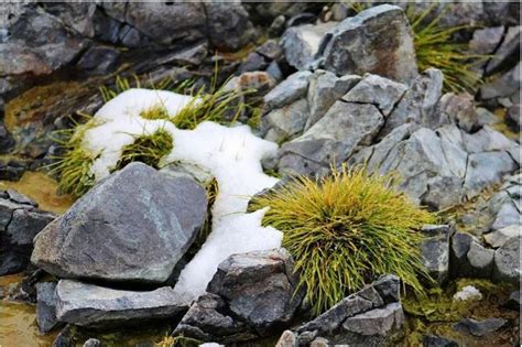 Antarctica Blossoms With Vibrant Flowers Caption Story Daily Mirror