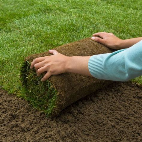 Tout savoir sur le gazon synthétique et le gazon naturel Wedo lu
