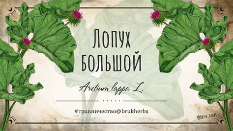 ПРИГЛАШАЮ ПОЗНАКОМИТЬСЯ С ЛЮБОПЫТНЫМ СОРНЯКОМ Bruk Herbs Травы и