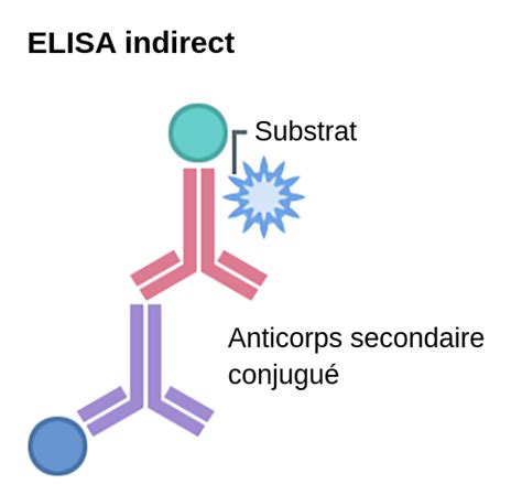 Elisa Indirect Labster