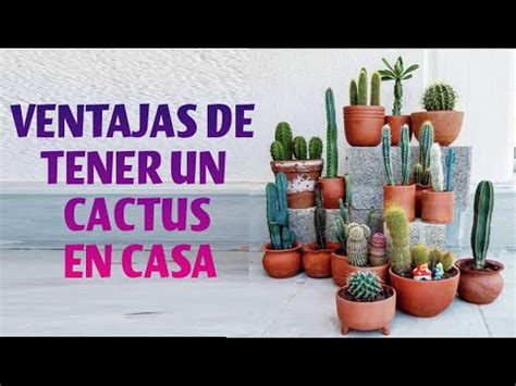 Descubre La Variedad De Cactus Y Plantas Crasas Que Puedes Tener En Tu