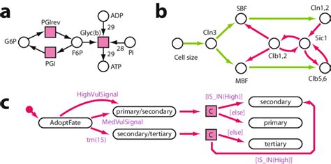 examples of computational models for different types of biological download scientific diagram