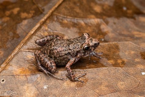 Greenhouse Frog South Carolina Partners In Amphibian And Reptile