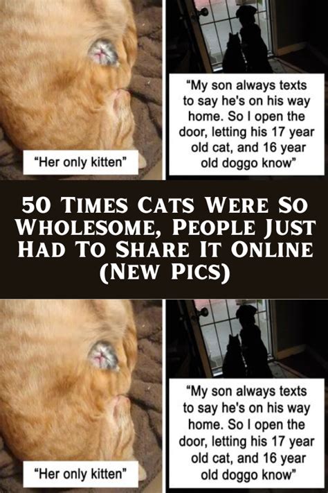 Times Cats Were So Wholesome People Just Had To Share It Online New