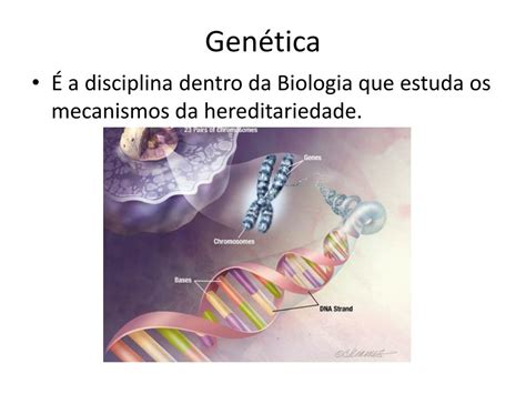 PPT Conceitos Básicos de Genética PowerPoint Presentation free