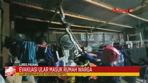 Seekor Ular Piton Membuat Geger Pemilik Salah Satu Rumah Di Tanjung Aur