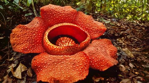 Plantas Raras Del Mundo Que Pocas Personas Conocen Plantateca
