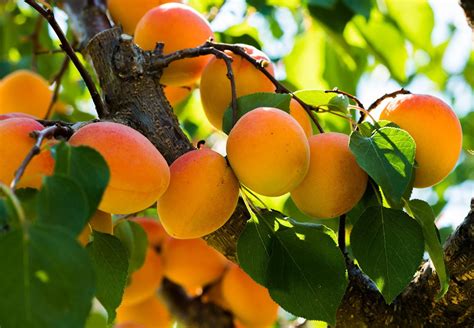 Aprikosenbaum Pflanzen Anleitung Profi Tipps Plantura Apricot
