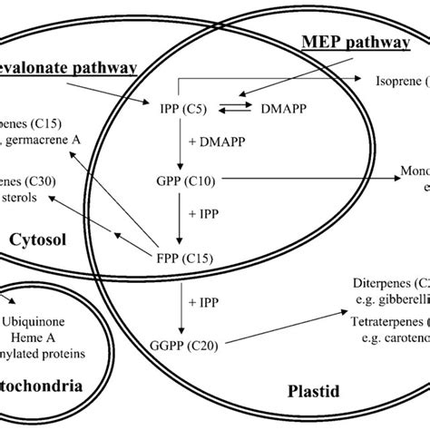 Compartmentation Of Isoprenoid Biosynthesis In The Plant Cell