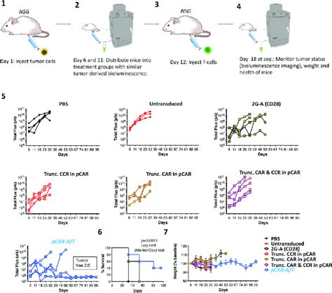 Workflow For Evaluation Of In Vivo Anti Tumor Activity Of PCAR T Cells