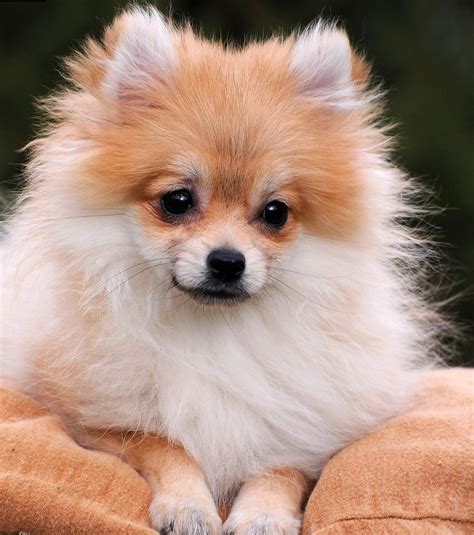 Top Des Races De Chiens Les Plus Belles Du Monde Races De Chiens The