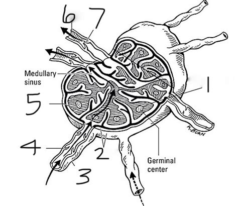 A P Lab Practical 3 Diagram Quizlet