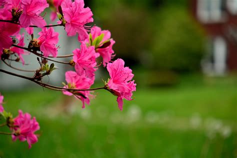 Beautiful Scenery Pictures Flowers Images Tulipanes Campos Tulip