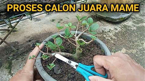 Cara Membuat Bonsai Beringin Dolar Mini Rimbun Kembali 2 YouTube