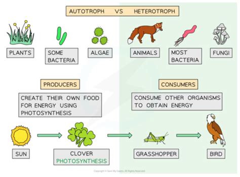 1A B Variety Of Living Organisms Characteristic Of Living Organisms
