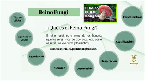 Reino Fungi By Karla Cruz Castillo On Prezi