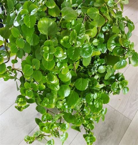 Planta Millonaria As Debes Cuidar La Plectranthus Verticillatus Para