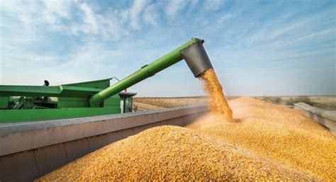 Brasil Prestes A Se Tornar O Maior Exportador De Milho Do Mundo