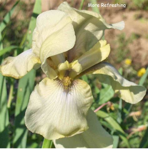 More Refreshing Historic Iris Preservation Society
