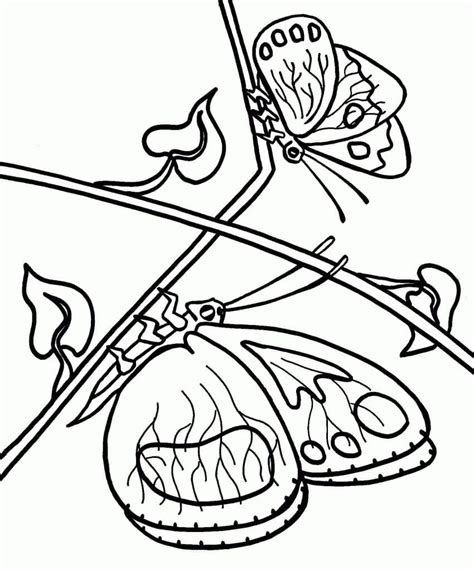 Coloriage Un Beau Papillon T L Charger Et Imprimer Gratuit Sur
