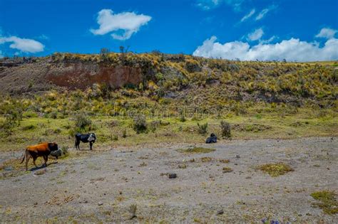 Parque Nacional Cotopaxi Ecuador Hogar Del Volcán Cotopaxi Foto de