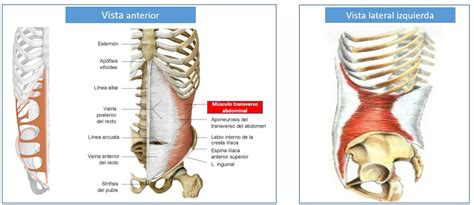 Músculo transverso del abdomen Dolopedia