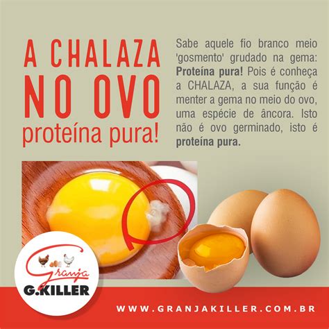 Ovo é Proteina Ou Carboidrato