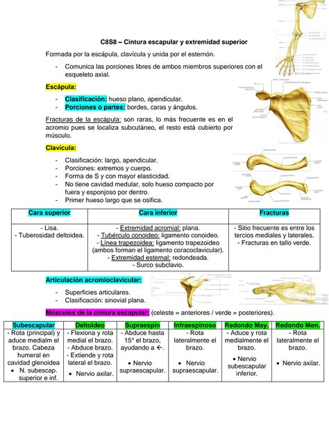 Solution Cintura Escapular Y Extremidad Superior Studypool