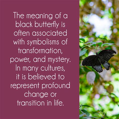 Black Butterfly Meaning 5 Lessons In Resilience And Adaptation Joyce