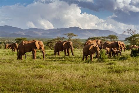 Days Akagera Wildlife Tour Rwanda Wildlife Safari Tour