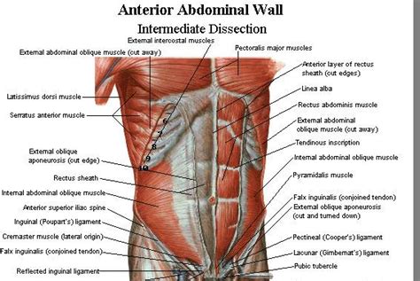 Axial Muscles Of The Abdominal Wall And Thorax Anatomy And Off