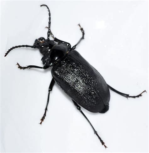 Broad Necked Root Borer Prionus Laticollis BugGuide Net