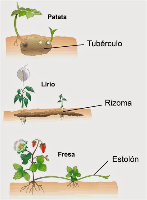 BIOLOGIA REPRODUCCIÓN VEGETAL