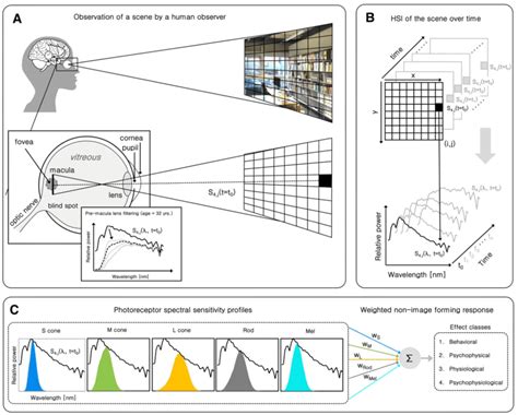 overview of the human visual system s response to a scene over the download high resolution