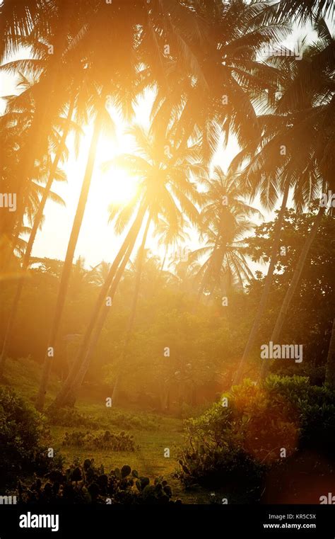 Beautiful Tropical Sunset With Palm Trees At Beach Stock Photo Alamy