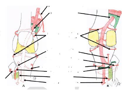 Vascularisation Et Innervation De La Jambe Et Du Pied Flashcards Quizlet