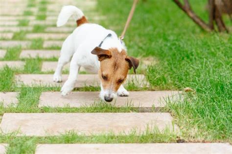 Por qué mi perro lame el suelo Corporación Dejando Huella