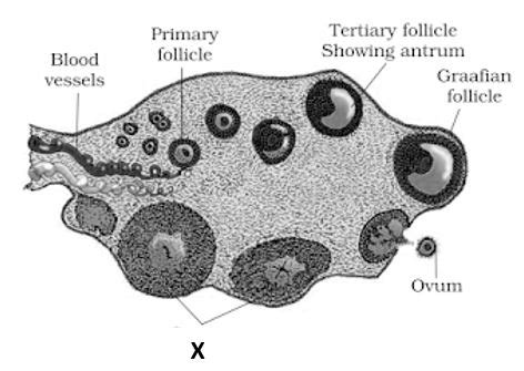 Draw A Labelled Diagram Of Ts Of The Ovary