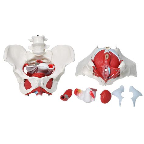 Buy Wadoy Pelvic Floor Model Female Pelvis Model Pelvic Floor Muscle